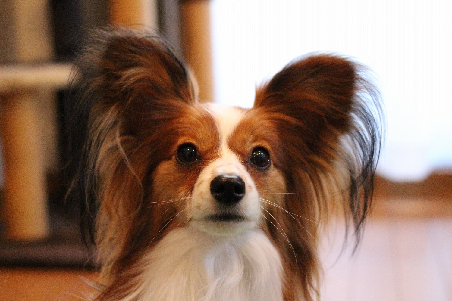 ペットの犬猫をブラジルへ連れて行く2016: 猫+犬生活 in CA